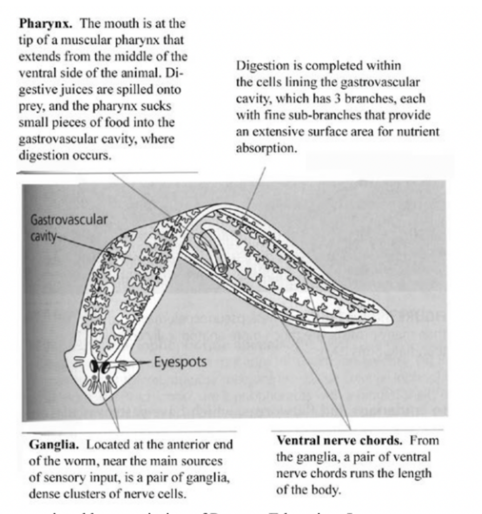 Solved [9.4] Examine a prepared slide of the sheep liver | Chegg.com