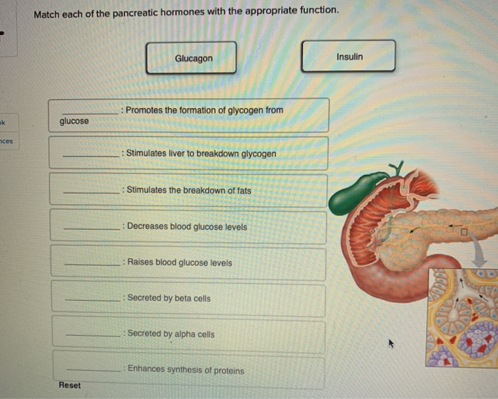 Solved Match each of the pancreatic hormones with the | Chegg.com