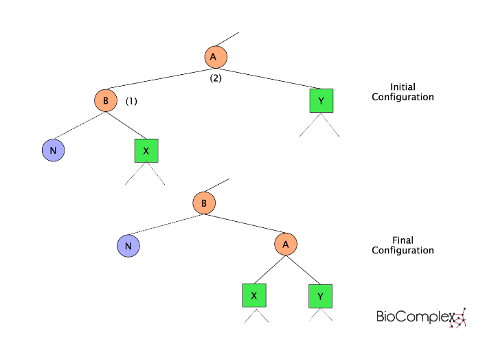 Solved Please write in java. Implement the rotations for a | Chegg.com