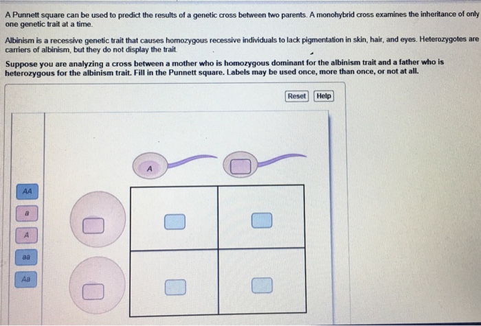 Solved A Punnett square can be used to predict the results | Chegg.com