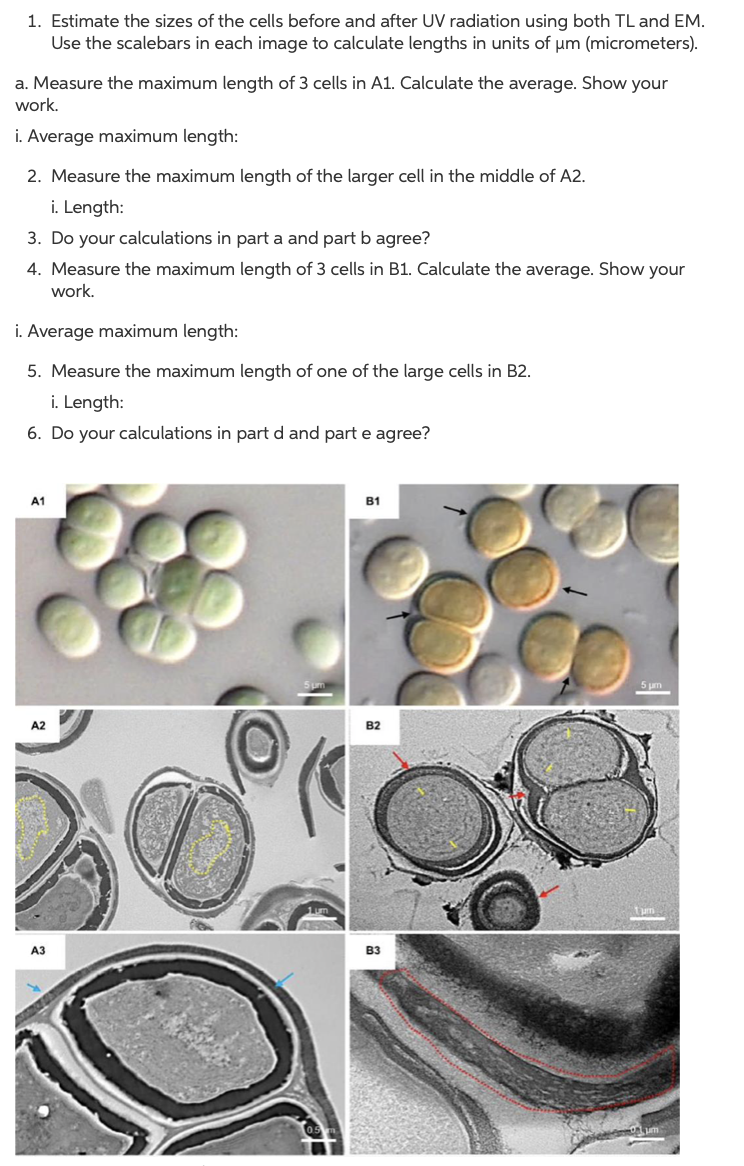 1. Estimate the sizes of the cells before and after | Chegg.com