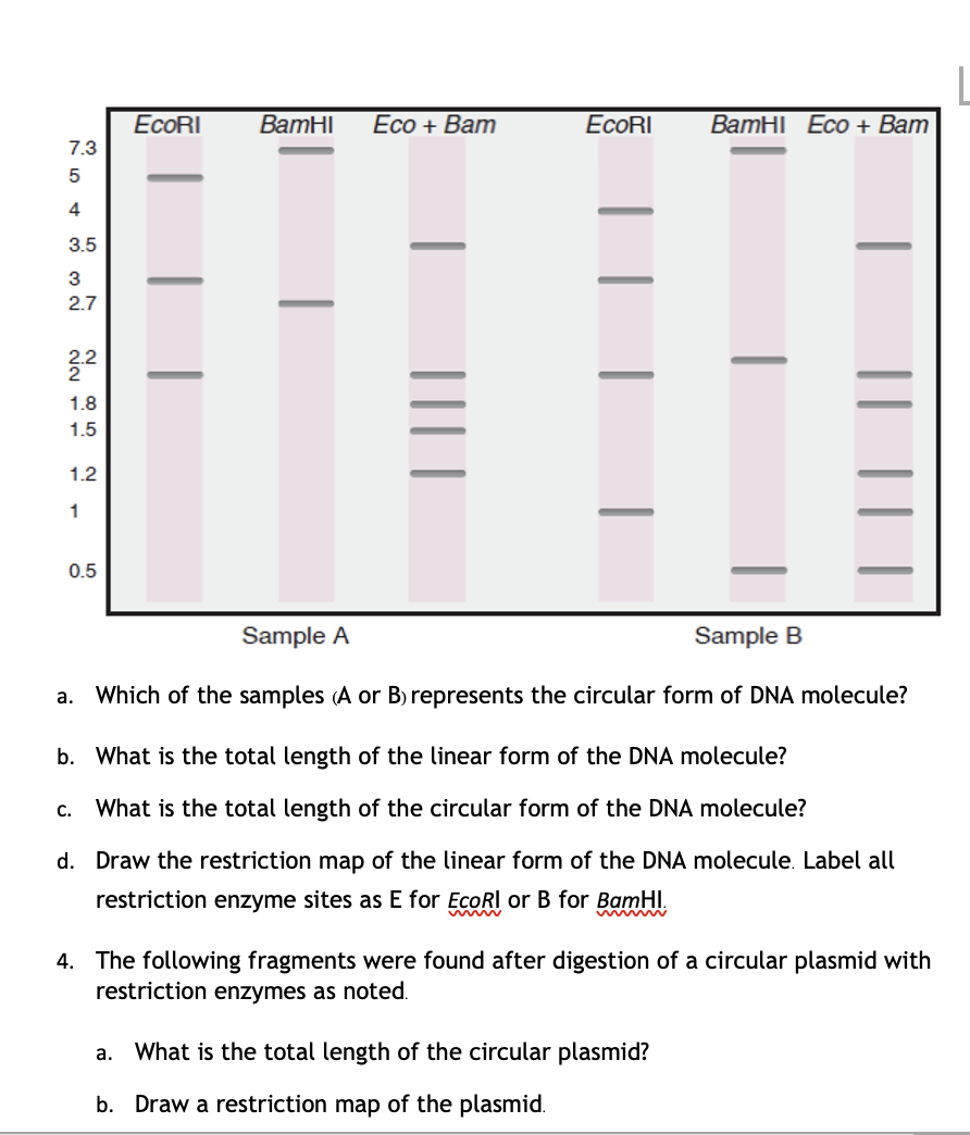Solved 3. The linear bacteriophage λ genomic DNA has at each | Chegg.com