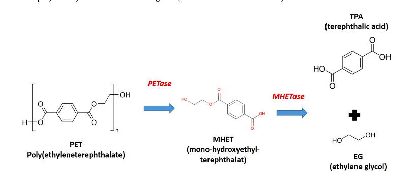 Solved 1)Elastase is inhibited by the following substance: | Chegg.com