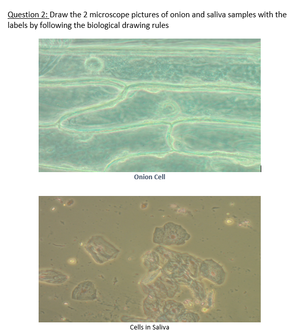 Solved Question 2: Draw the 2 microscope pictures of onion | Chegg.com
