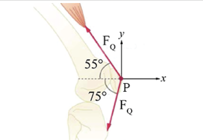 Solved The upper leg muscle (quadriceps) exerts a force of | Chegg.com