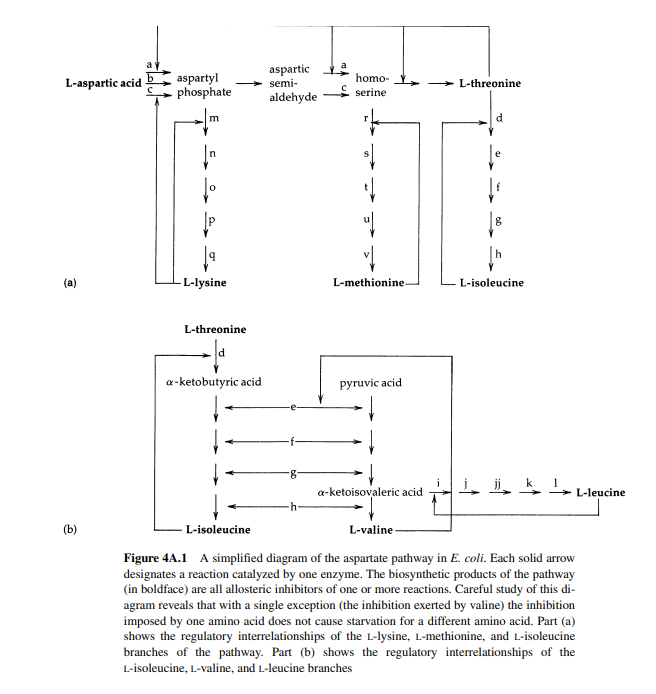 Solved Figure 4A.1 A simplified diagram of the aspartate | Chegg.com