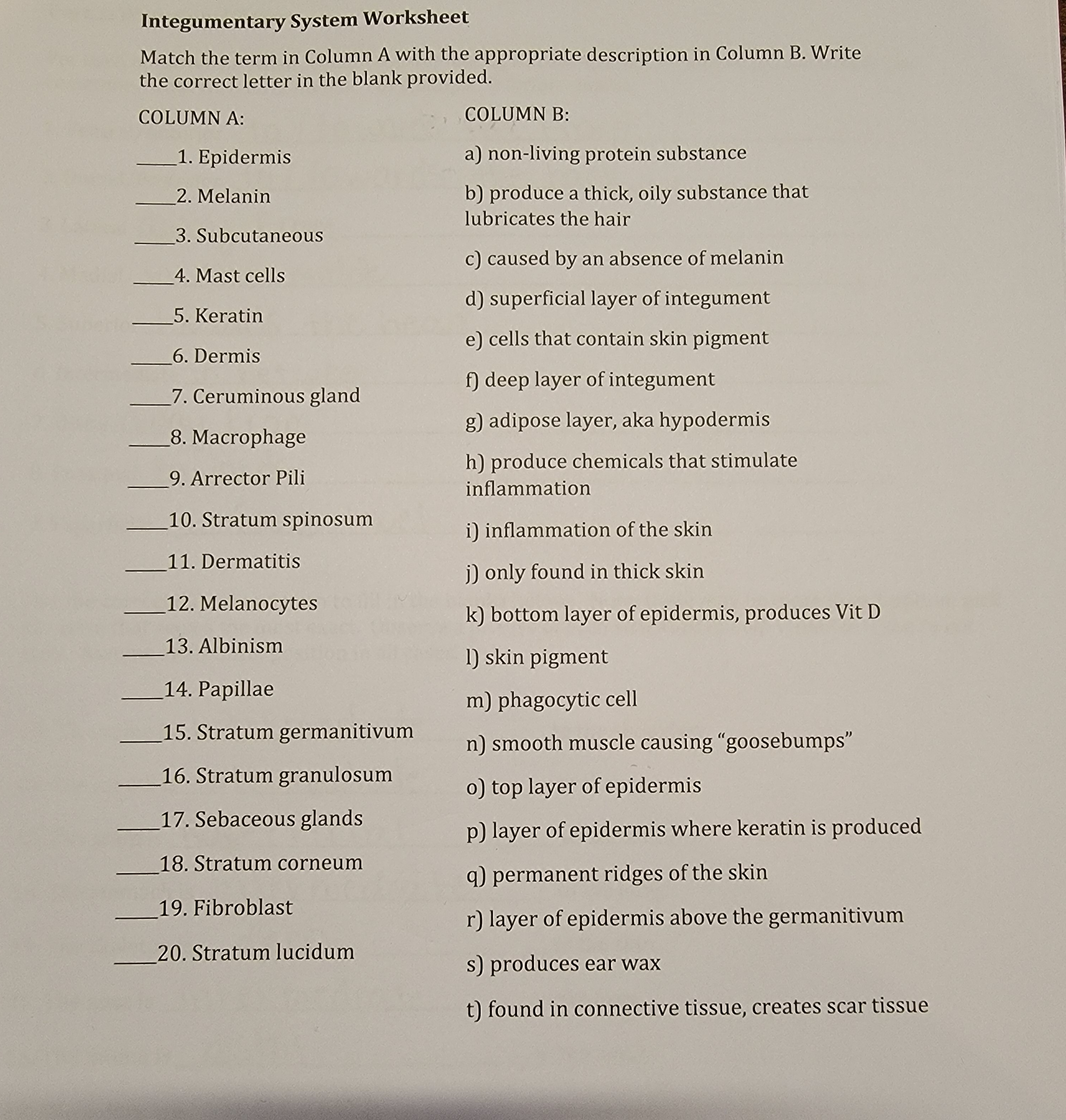 Solved Integumentary System Worksheet Match the term in | Chegg.com