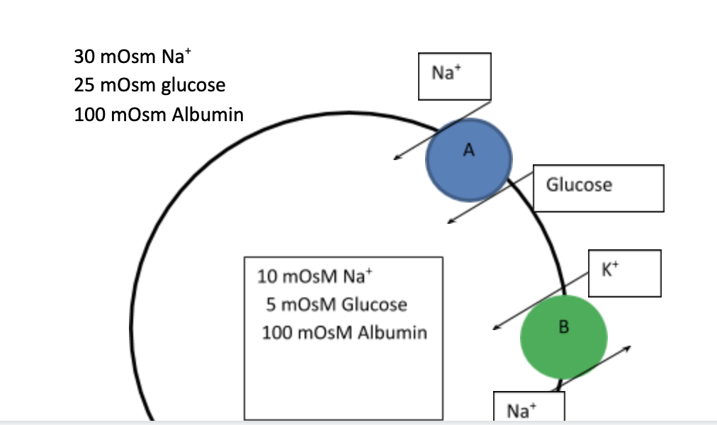Solved Scenario 4: : You have a solution with 300 mOsm of | Chegg.com