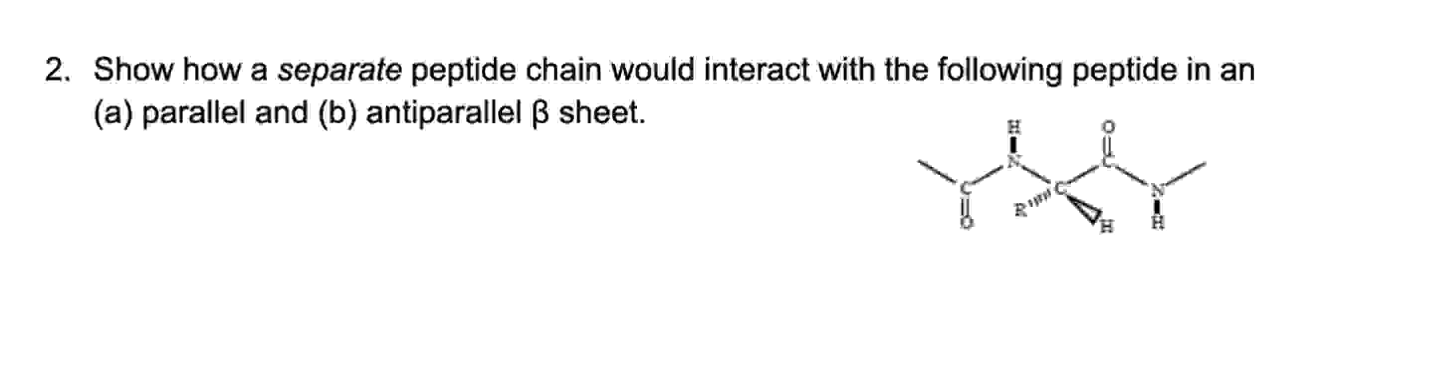 Solved Show how a separate peptide chain would interact with | Chegg.com
