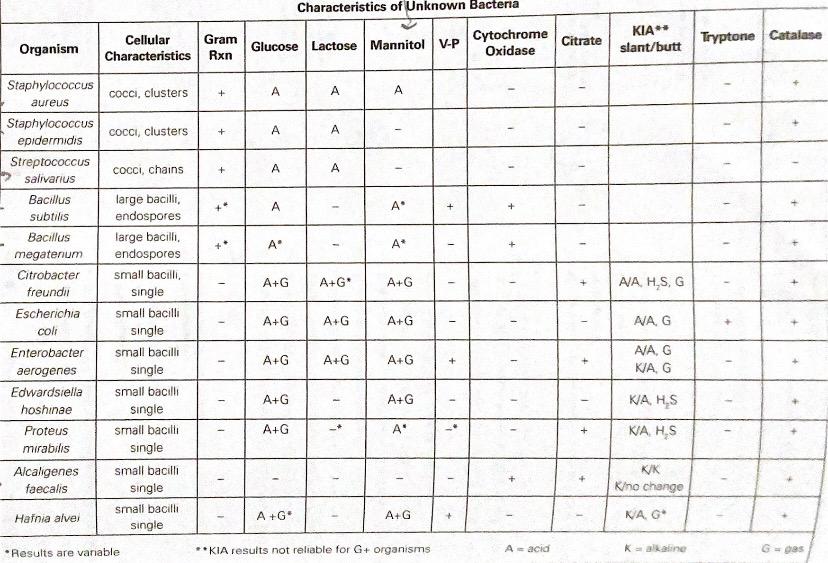Solved Please help me create Dichotomous Flowchart using the | Chegg.com