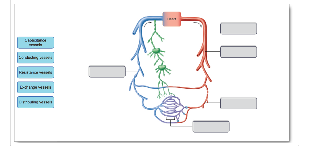 Solved Heart Capacitance vessels Conducting vessels | Chegg.com
