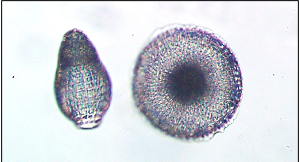 Solved Identify the protist Clade shown in the image | Chegg.com