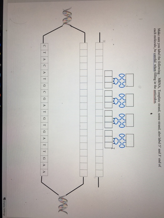 Solved Make sure you label the following-MRNA, Template | Chegg.com