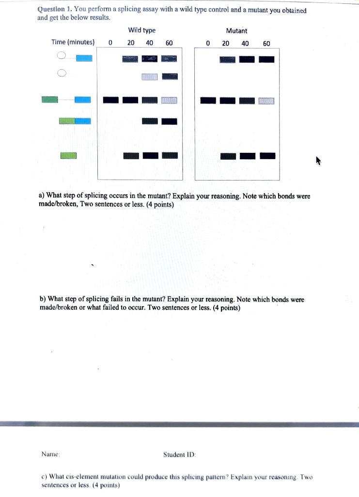 Question 1. You perform a splicing assay with a wild | Chegg.com