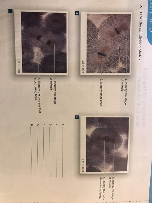 Solved xercise 2· Label I the cell division photos. 1. | Chegg.com Solved xercise 2· Label I the cell division photos. 1. | Chegg.com