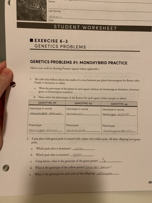 Solved Name Lab Partner Date STUDENT WORKSHEET EXERCISE 6-3 | Chegg.com