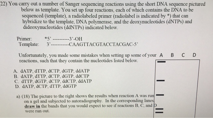 Solved 22) You carry out a number of Sanger sequencing | Chegg.com