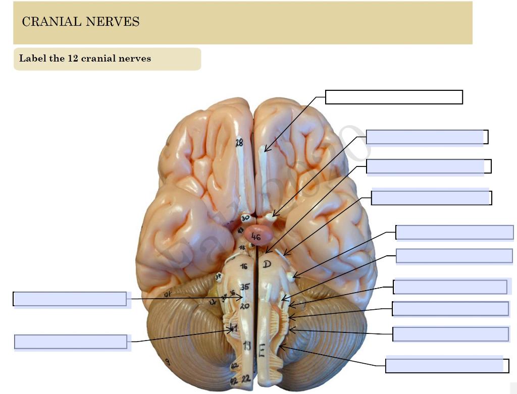 Solved CRANIAL NERVES Label the 12 cranial nerves 28 46 15 | Chegg.com