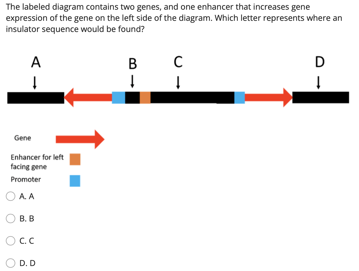 Solved The labeled diagram contains two genes, and one | Chegg.com
