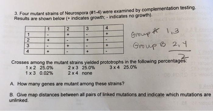 Solved 3. Four mutant strains of Neurospora (#1-4) were | Chegg.com