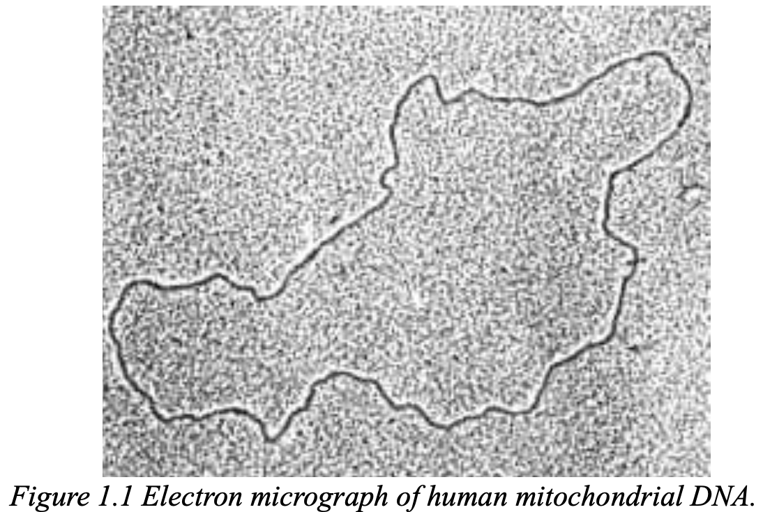 Solved Human mitochondrial DNA is a single circular DNA | Chegg.com