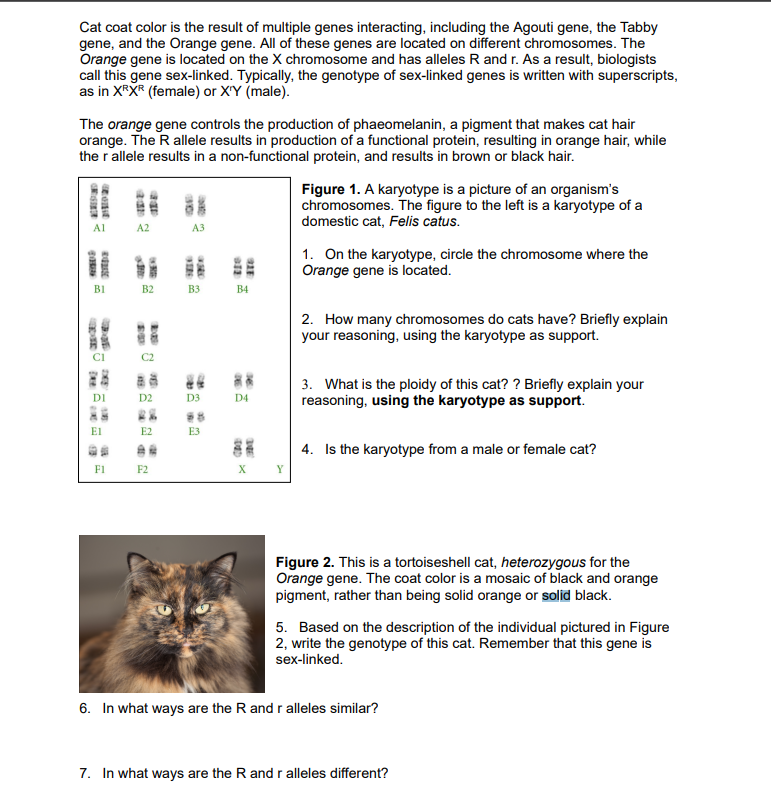 Solved Cat coat color is the result of multiple genes | Chegg.com