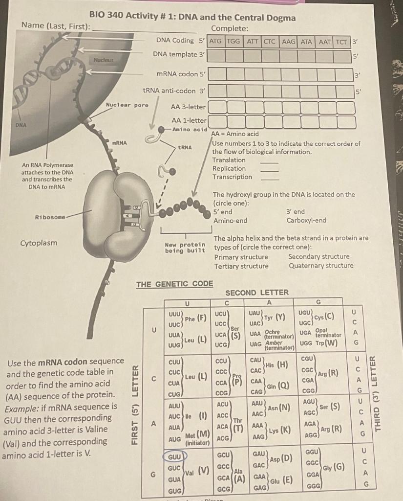 Solved Name (Last, First): DNA An RNA Polymerase attaches to | Chegg.com