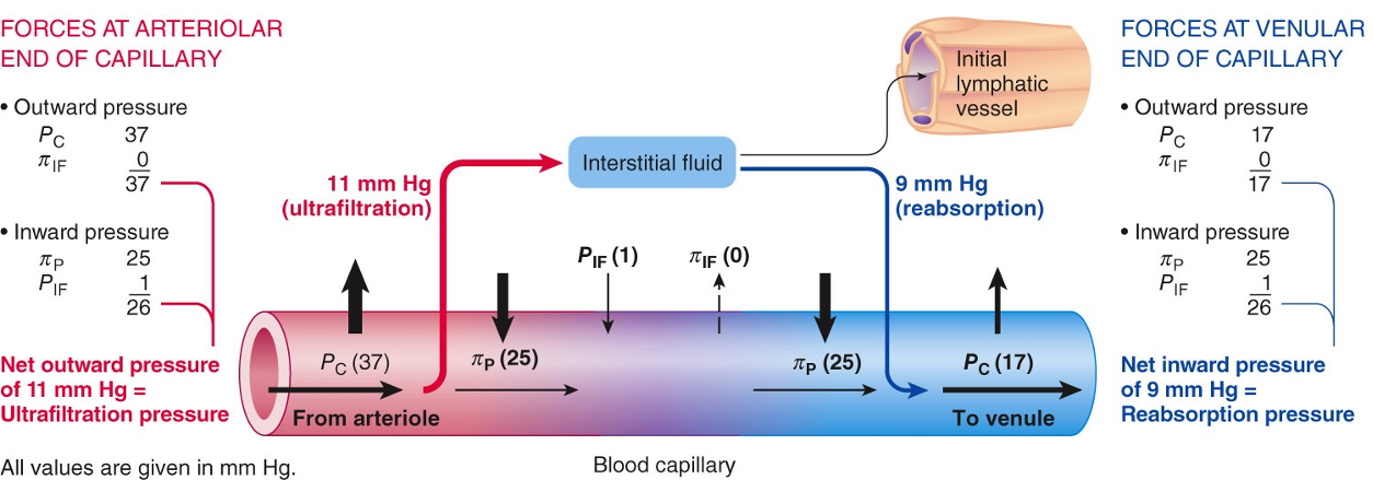 Solved Which parameter of Starling's Law of Capillary | Chegg.com