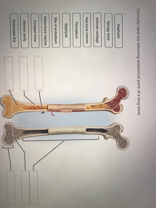 Anatomy And Physiology Archive June 23 2018 Chegg