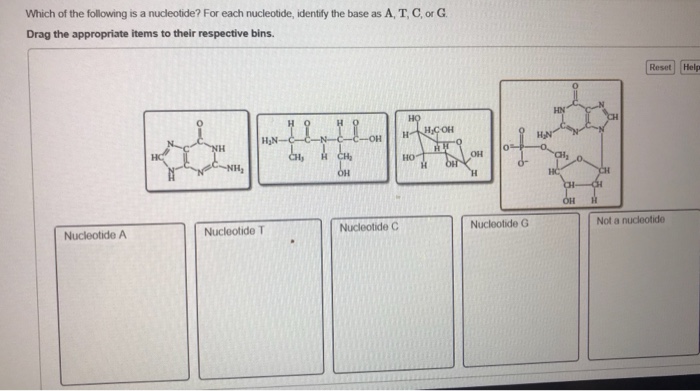 Solved Which of the following is a nucleotide? For each | Chegg.com