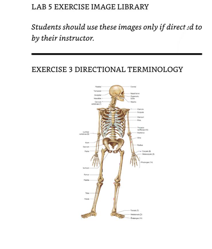 Solved Exercise 3 Directional Terminology - On the diagram | Chegg.com