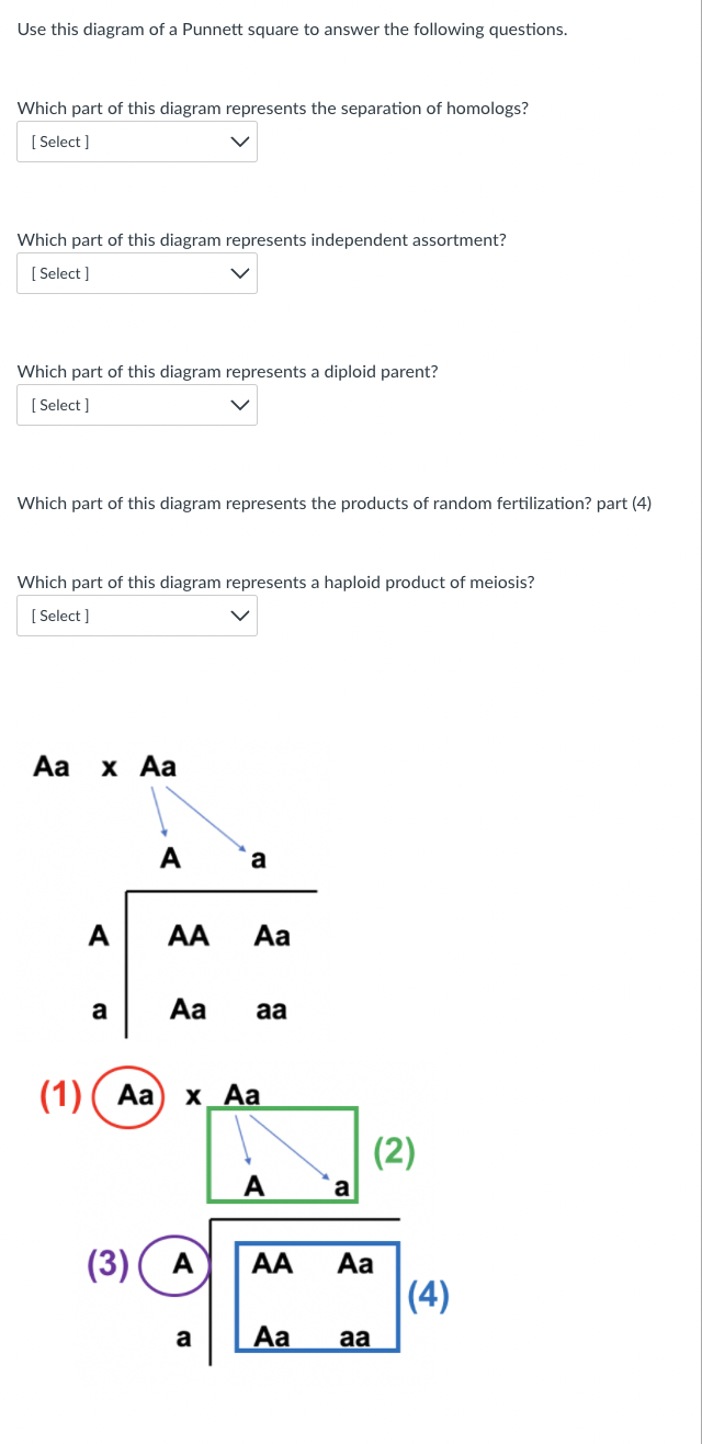 Solved Use this diagram of a Punnett square to answer the | Chegg.com
