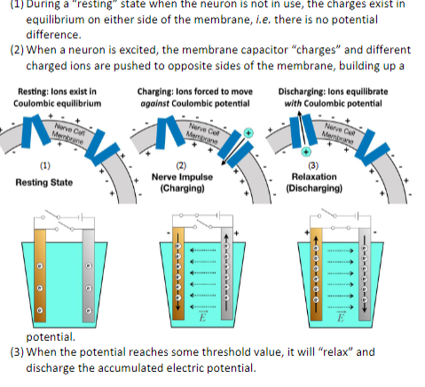 Thought Experiment: Think about how the neuron | Chegg.com