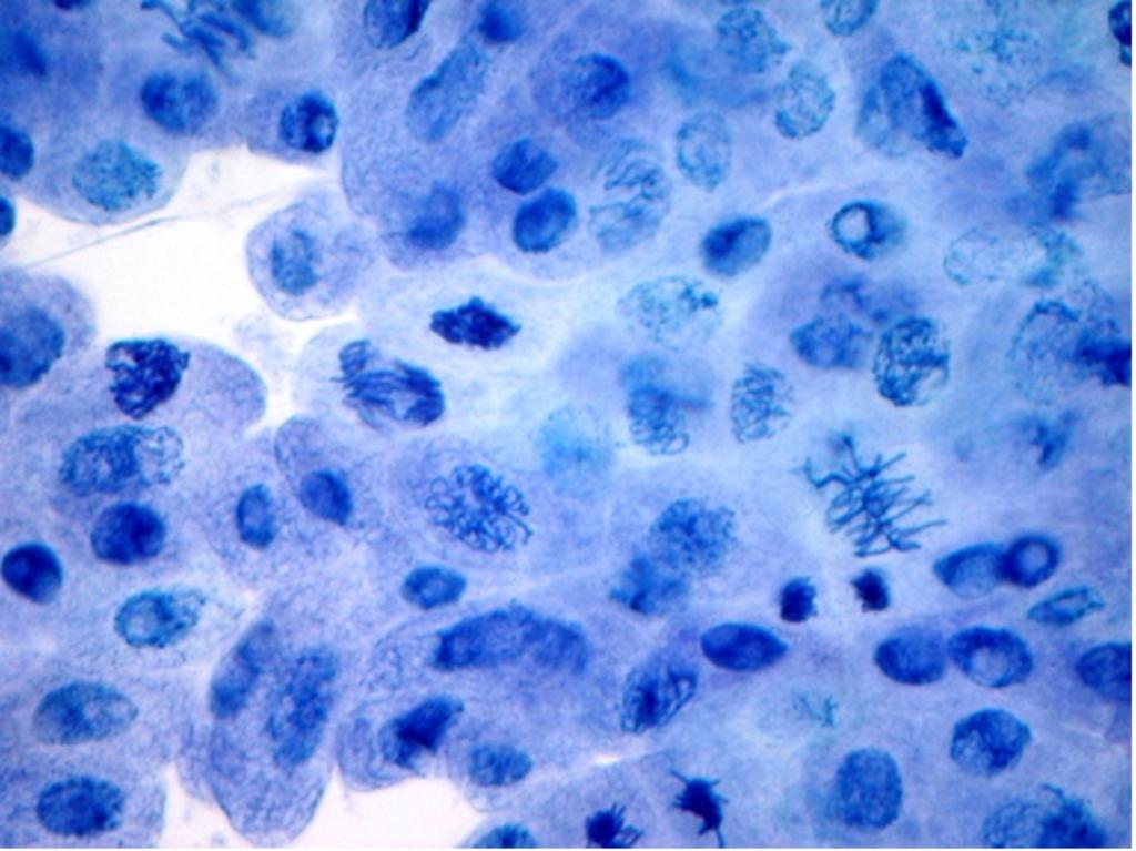 Solved 1. Determine the number of cells in each of | Chegg.com