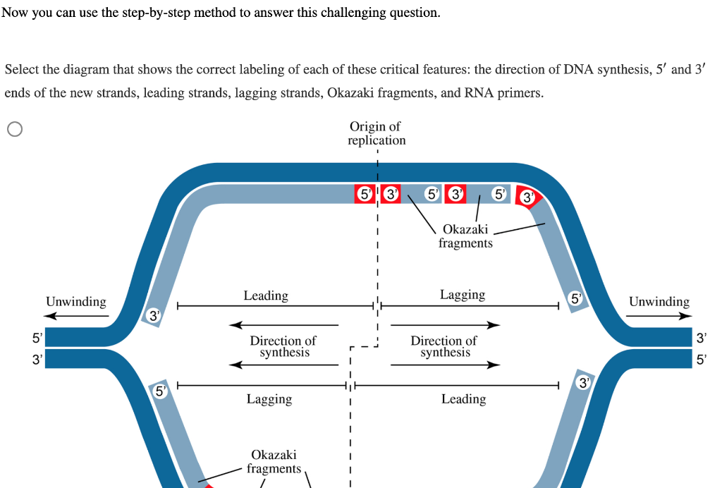 Solved Step 2: Identify the direction of DNA synthesis in | Chegg.com