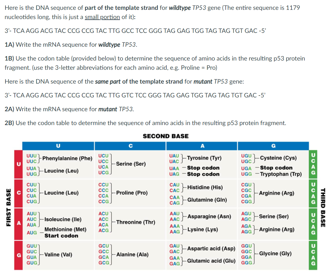 Solved Here is the DNA sequence of part of the template | Chegg.com