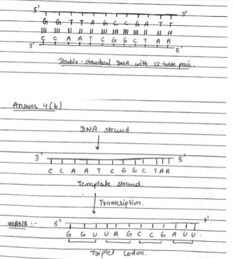 Solved 5) Draw the mRNA molecule produced by | Chegg.com