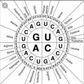 Solved Using the codon chart below, what is the amino acid | Chegg.com