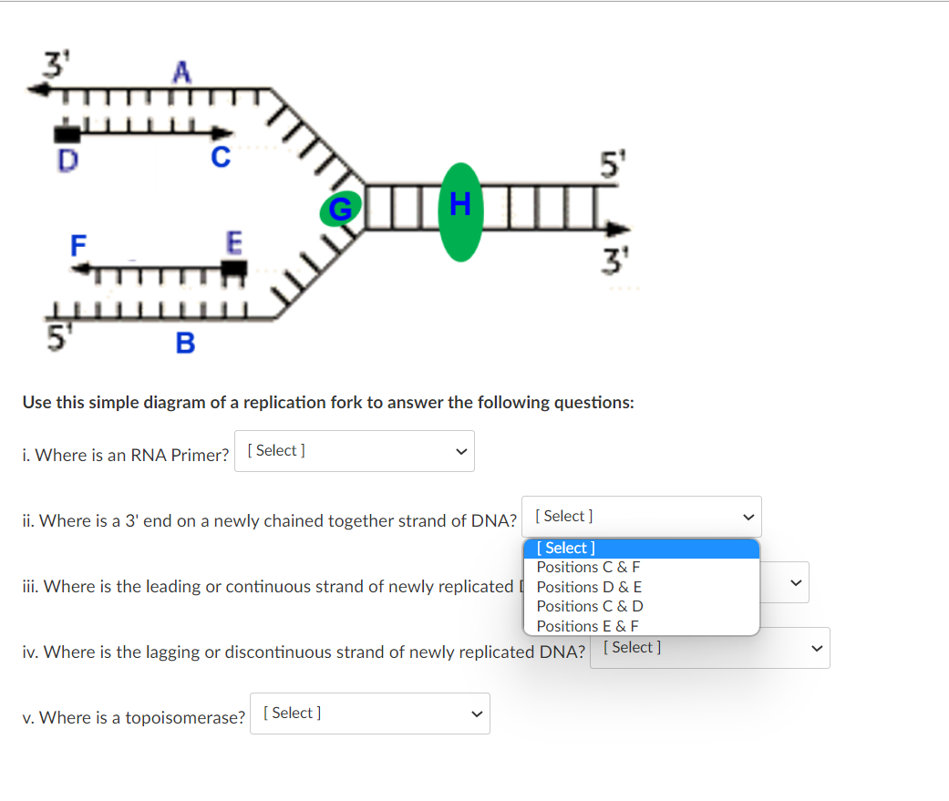 Replication Fork Diagram