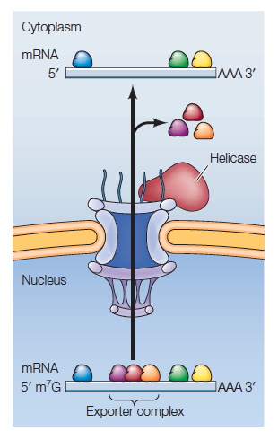 Solved Part A Does Ran-GDP bind to importin for extended | Chegg.com