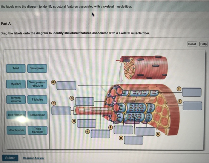 Solved the labels onto the diagram to identify structural | Chegg.com