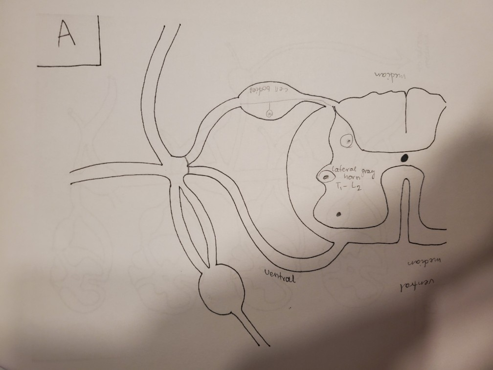 Solved Navigating the Peripheral Nervous System Purpose: | Chegg.com