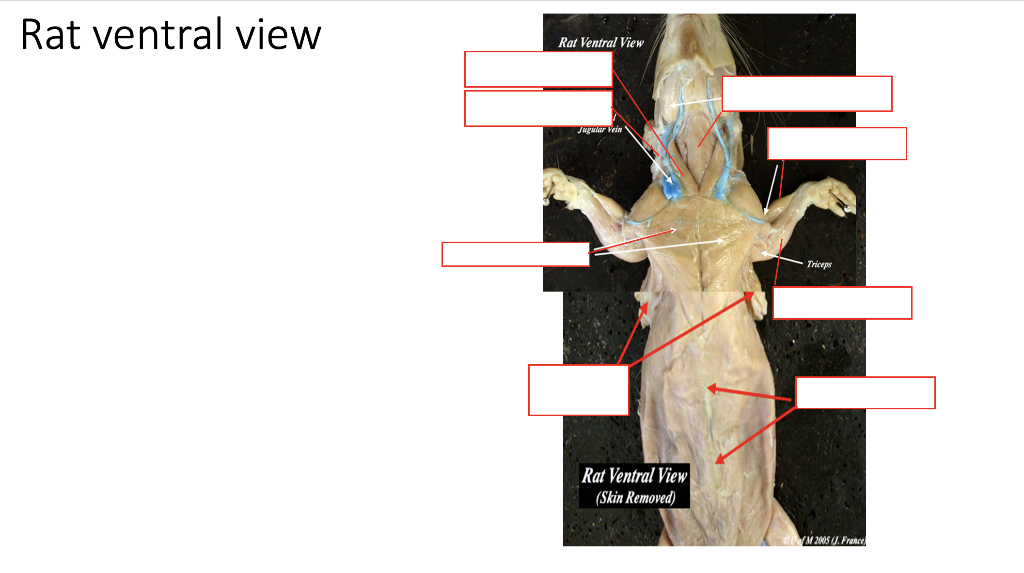 Solved Rat ventral view Rat Ventral View பபா Triceps Rat | Chegg.com