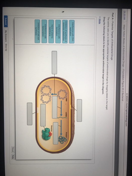 Solved The activity asks you to identify potential targets | Chegg.com