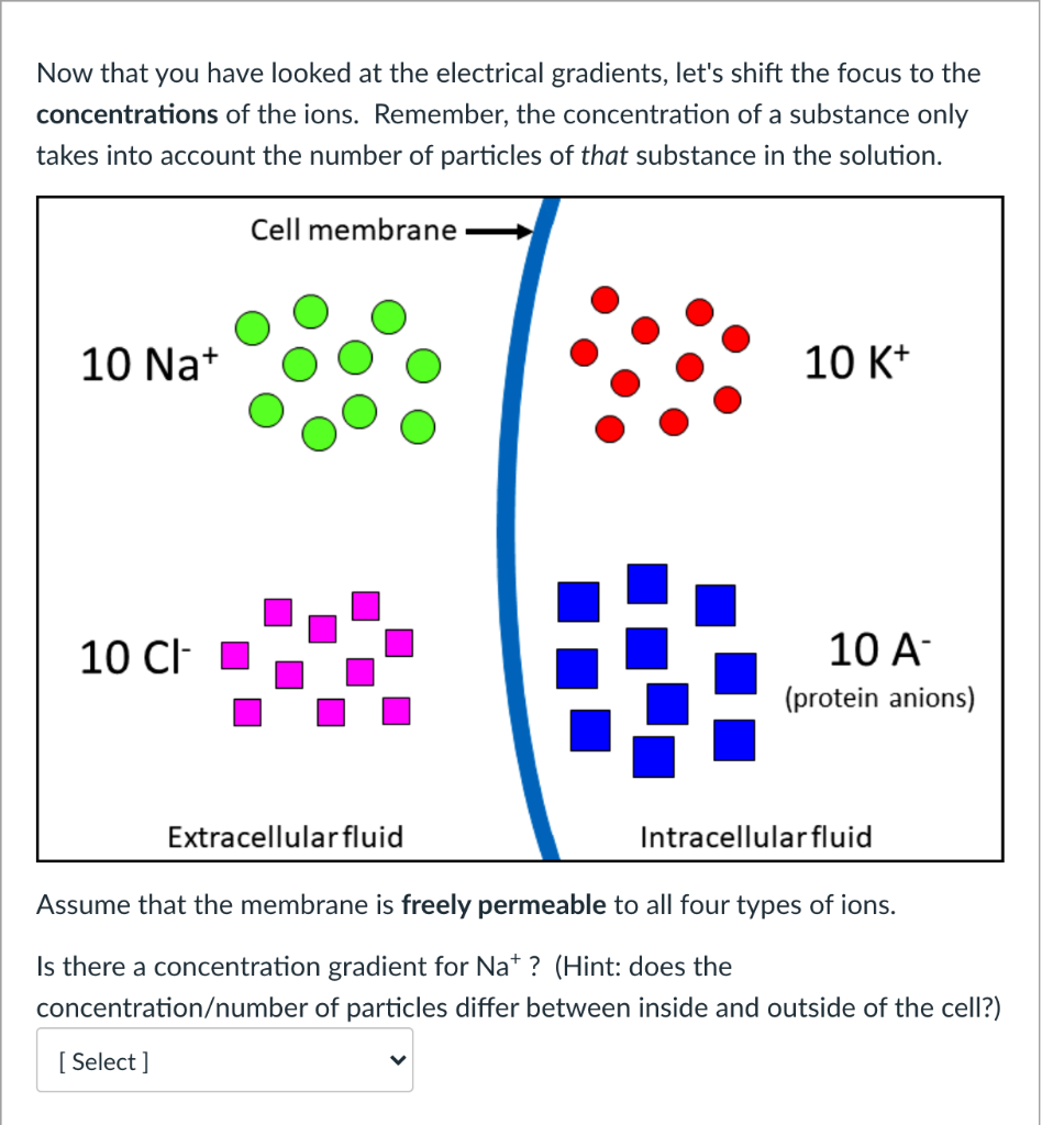 Solved Now that you have looked at the electrical gradients, | Chegg.com