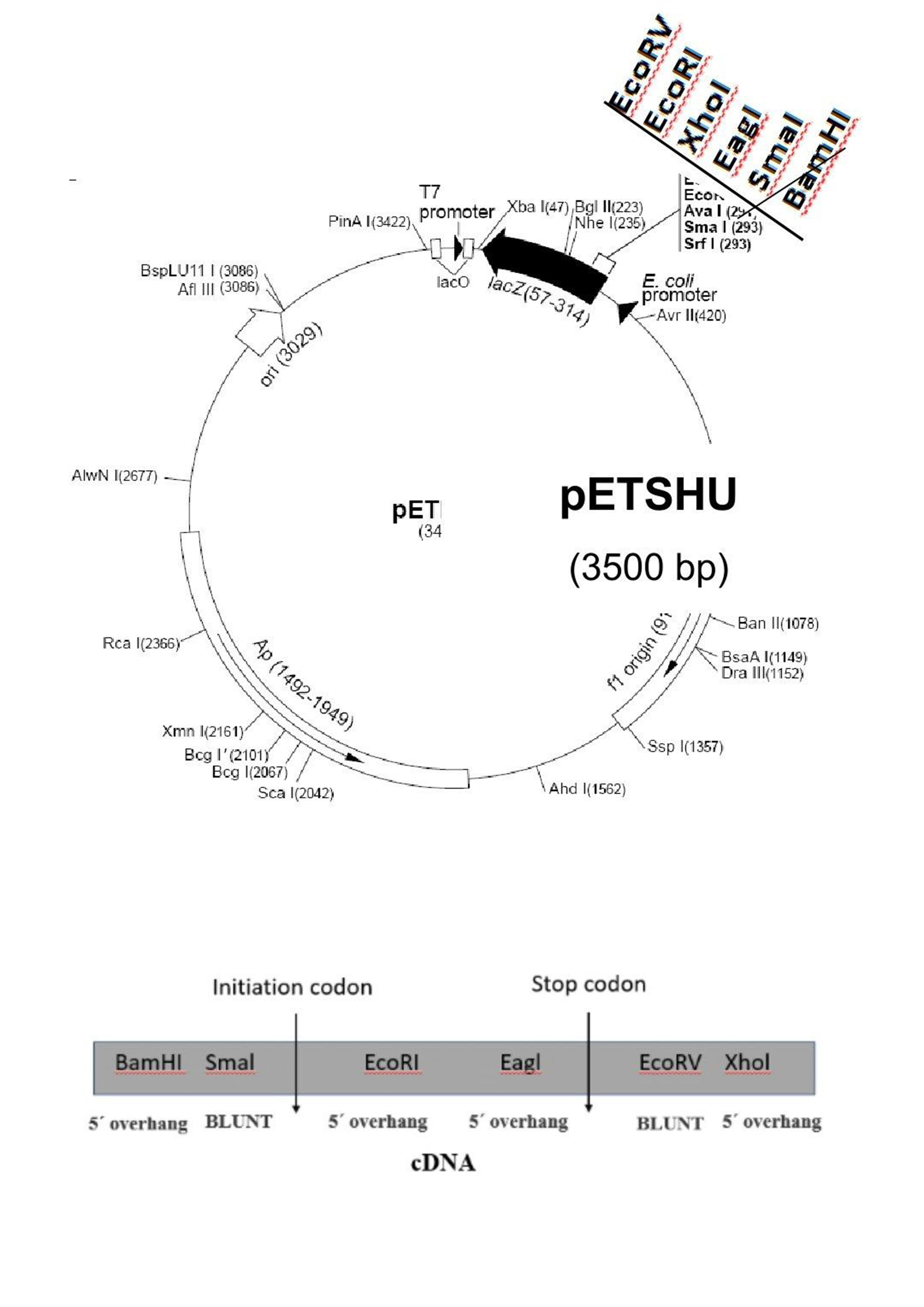 Solved You wish to clone the coding sequence for the a gene | Chegg.com