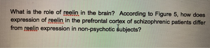 Solved What is the role of reelin in the brain? According to | Chegg.com