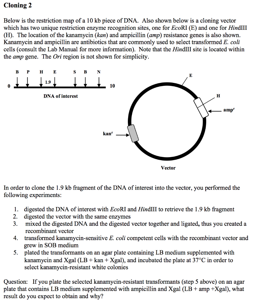 Solved Cloning 2 Below is the restriction map of a 10 kb | Chegg.com