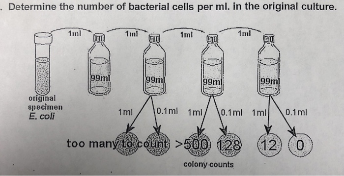 Solved Determine the number of bacterial cells per ml. in | Chegg.com