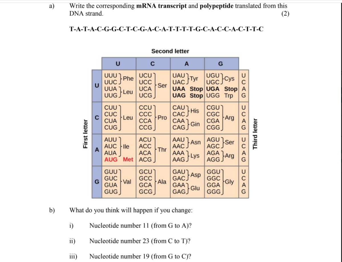 Solved a) Write the corresponding mRNA transcript and | Chegg.com